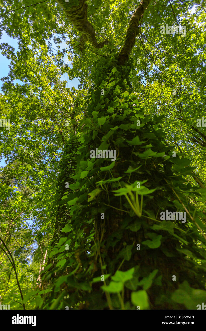 Grand tree with vines climbing all the way up to the canopy in ...
