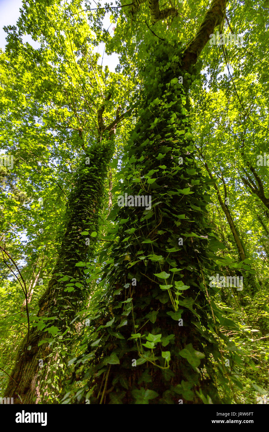 Vine climbing up rainforest tree hi-res stock photography and images ...