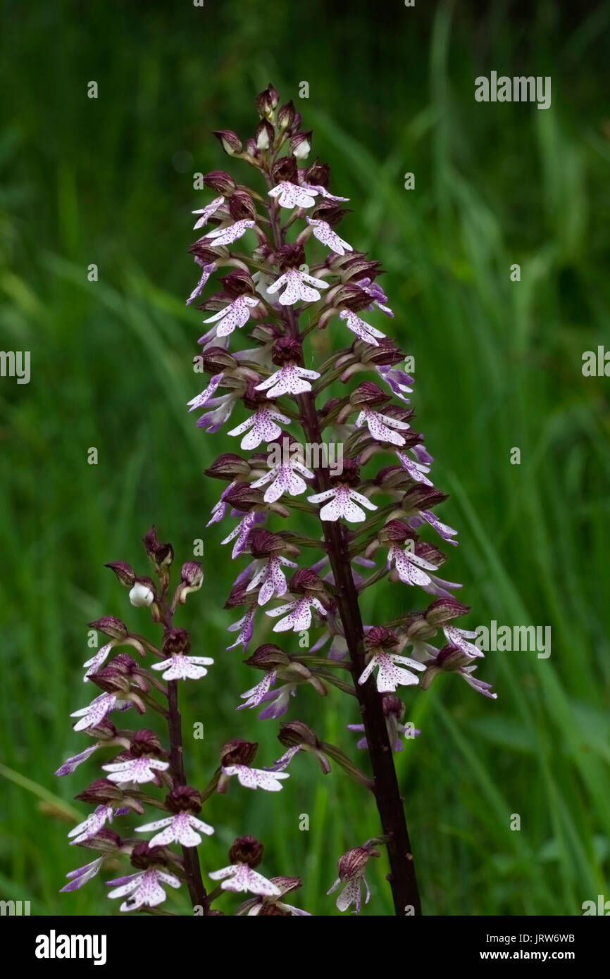 Lady Orchids (Orchis purpurea), Eifel Mountains, Germany Stock Photo ...