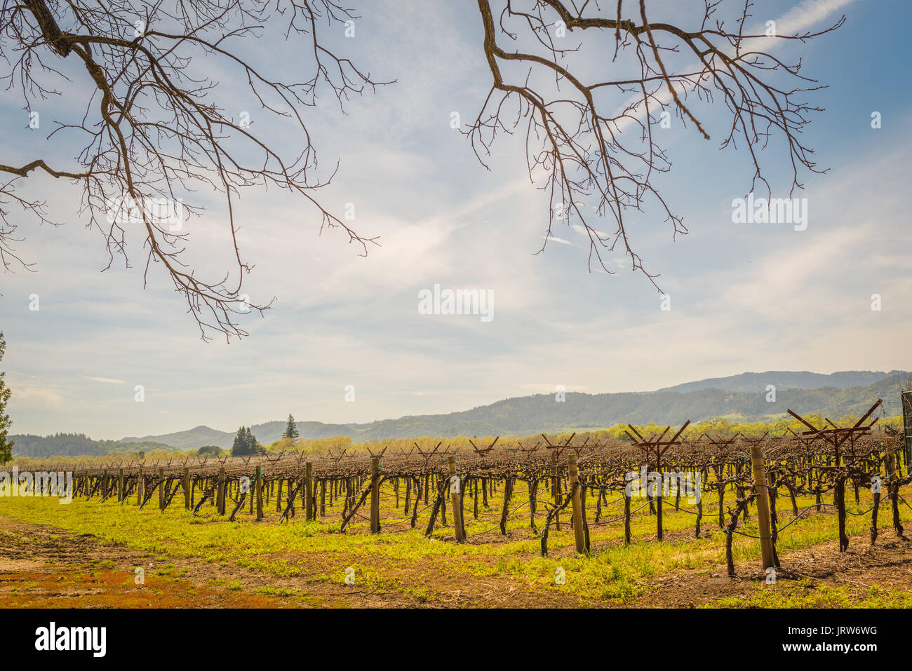 Napa valley vineyard sunset mountain hi-res stock photography and ...