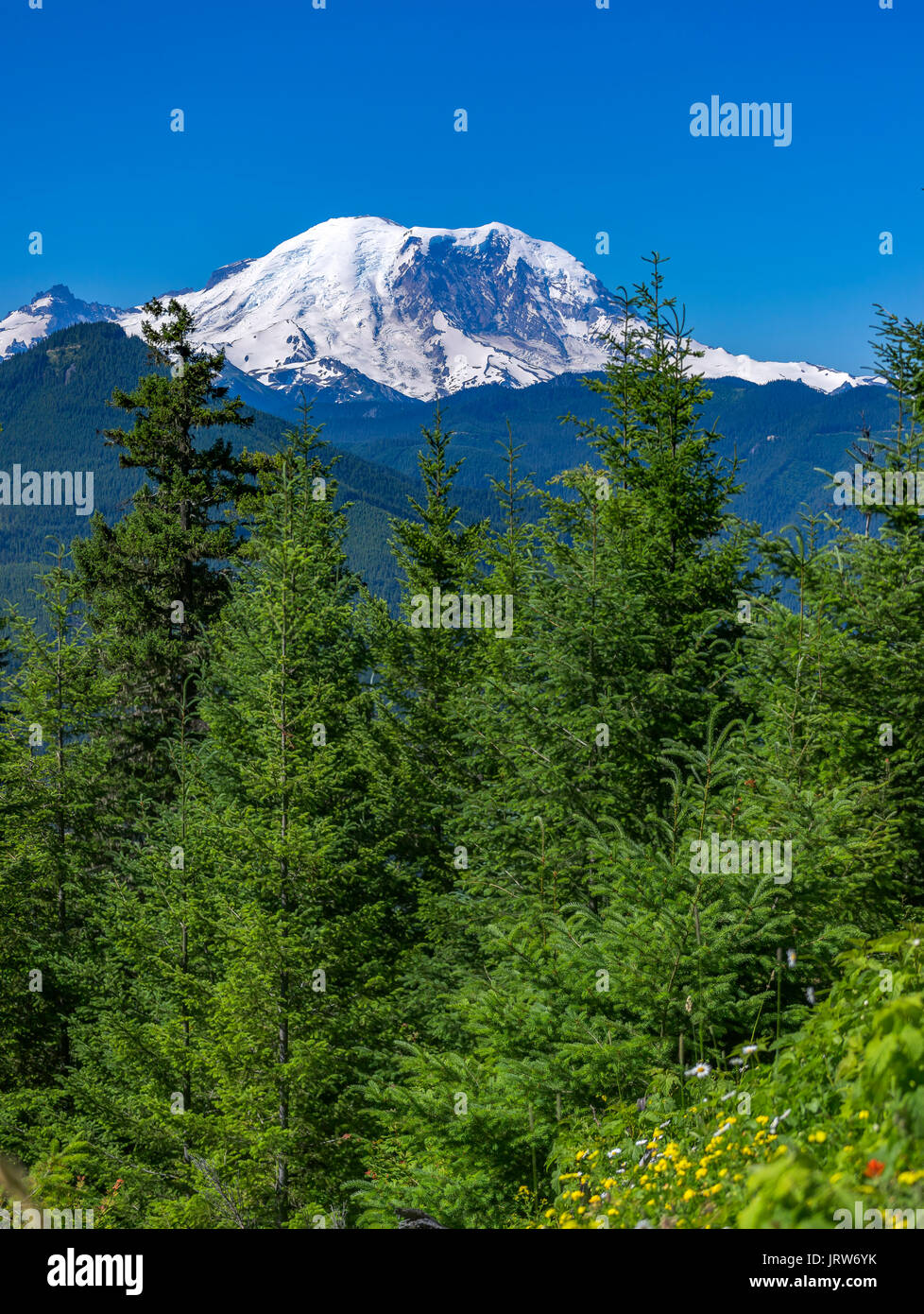 Mt. Rainier Washington State Park views of the peak over the trees ...