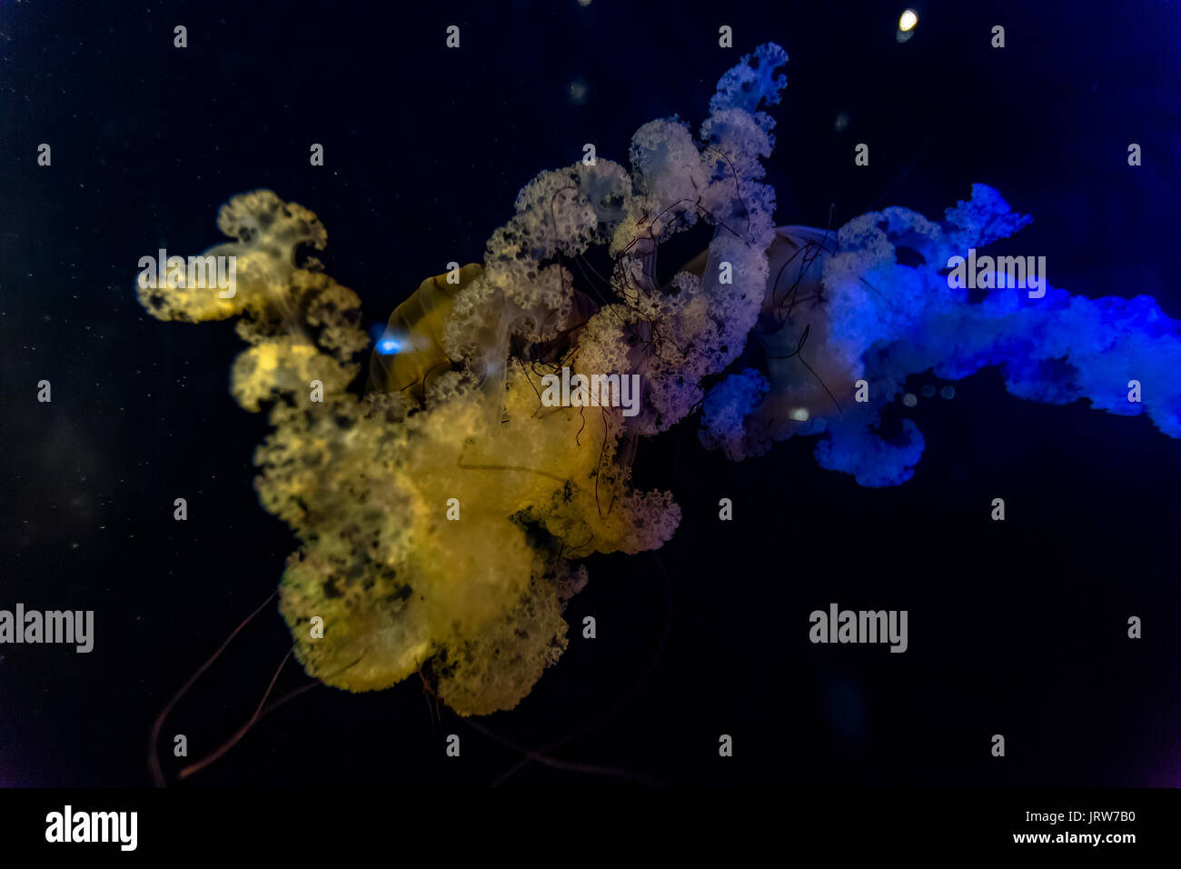 Orange and yellow jellyfish swim to light. Aquarium views of lively ...