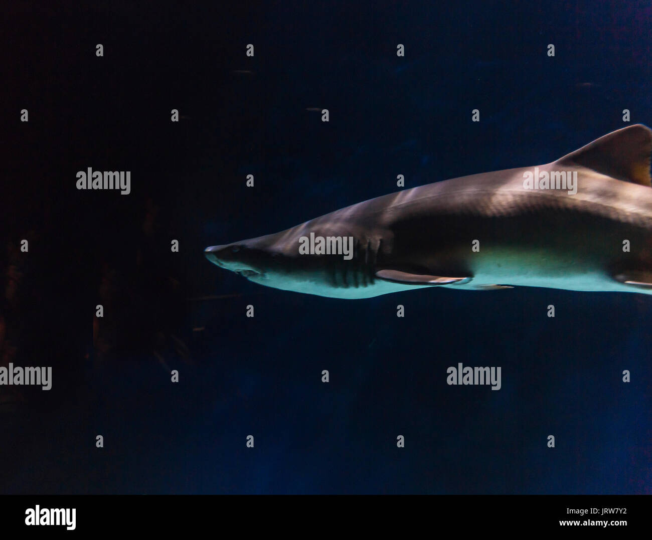Slender shark closeup in an aquarium. Aquarium views of lively fish in ...