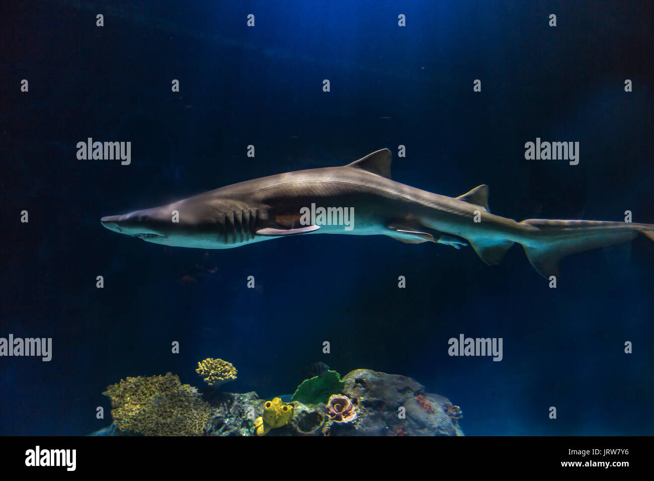 Slender shark with ominous lighting. Aquarium views of lively fish in a ...