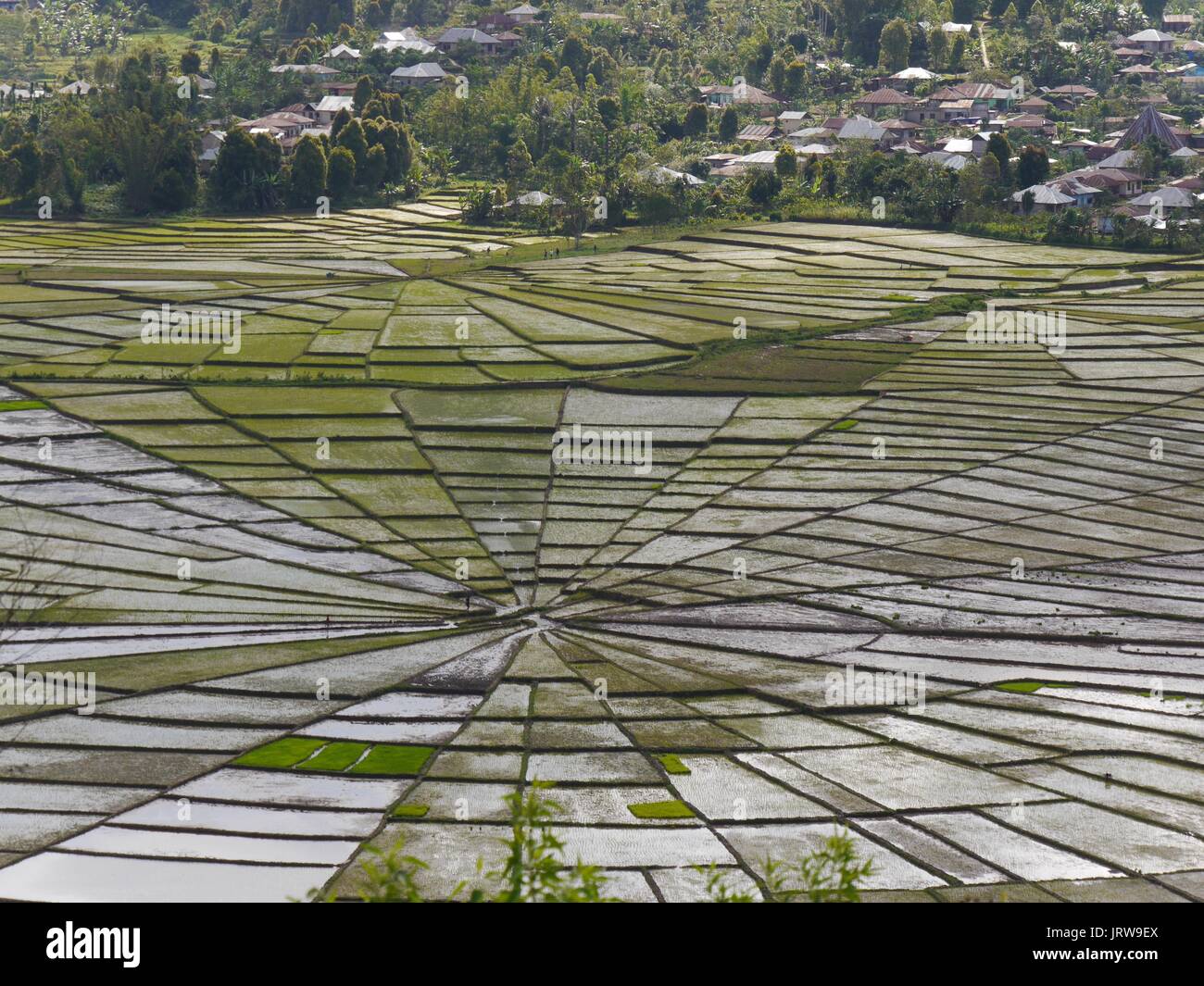 Lingko rice fields hi-res stock photography and images - Alamy