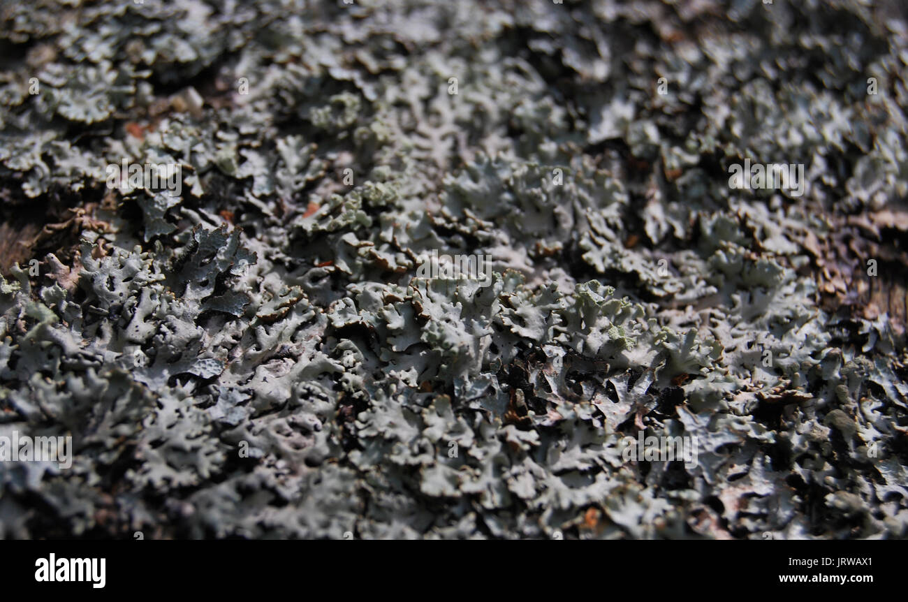 Gray lichen hi-res stock photography and images - Alamy