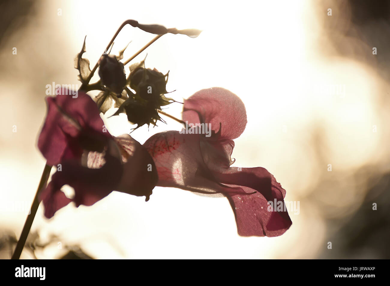 Backlight art hi-res stock photography and images - Alamy