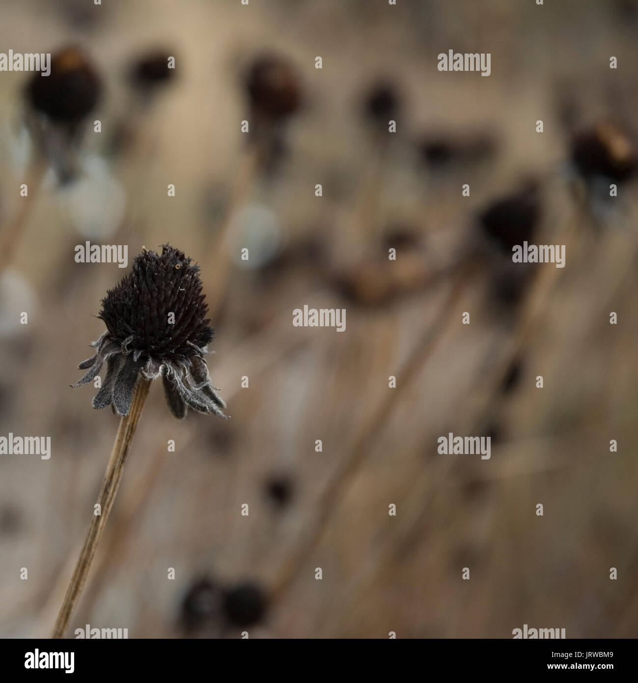 dry flowerheads of coneflowers after winter Stock Photo - Alamy