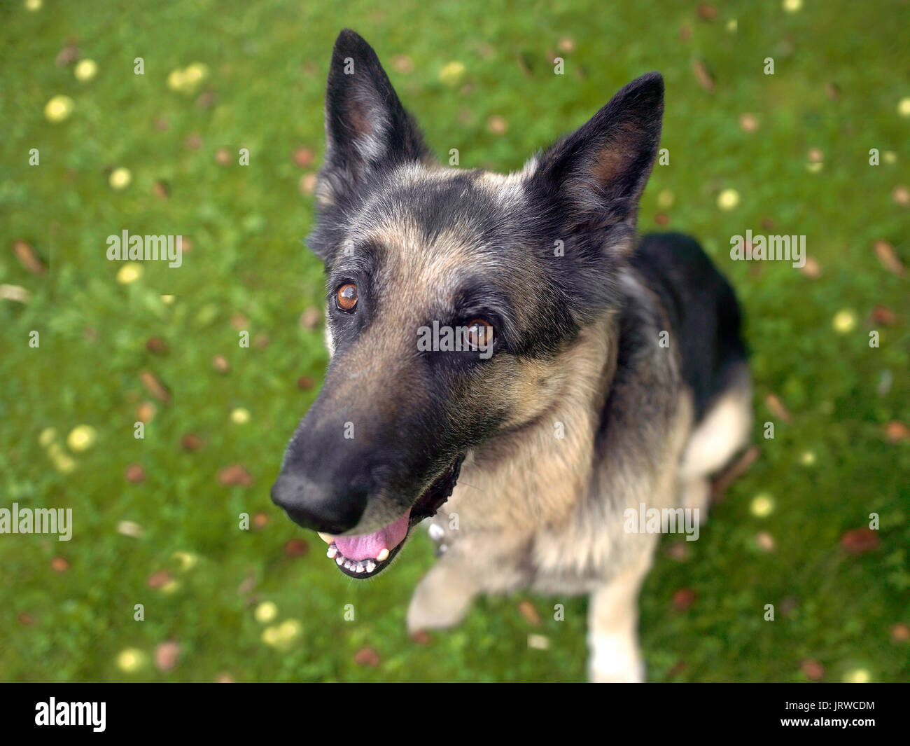 Funny and happy looking shepherd dog, overhead closeup with selective ...