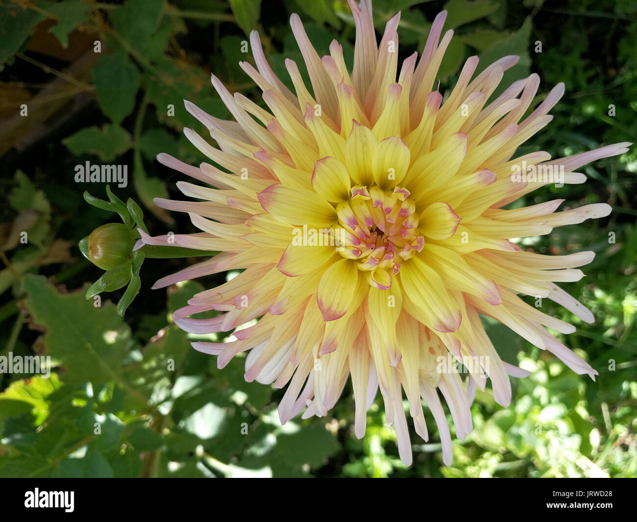 Beautiful dahlia in the garden full sun Stock Photo - Alamy
