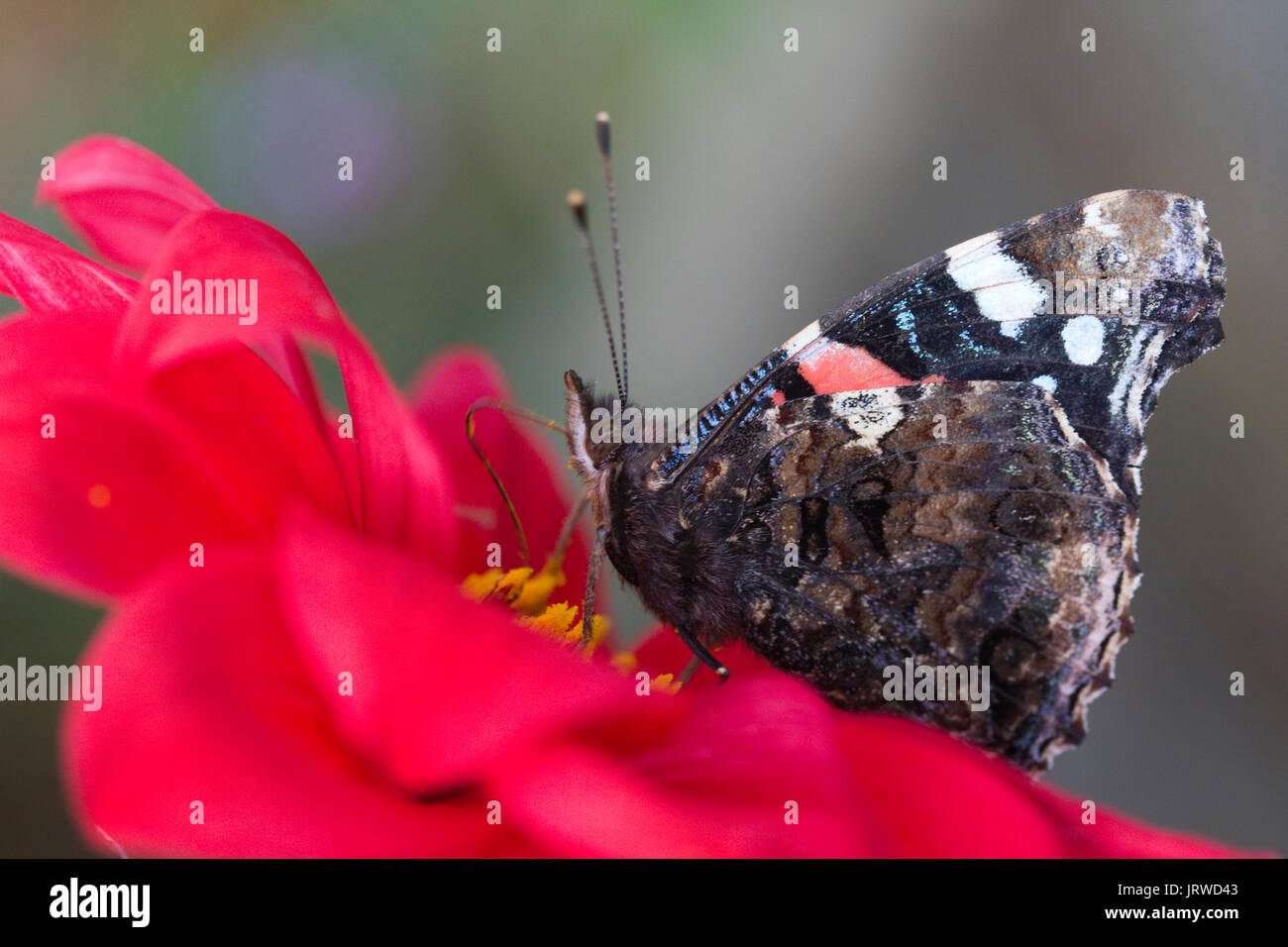 Closeup image of a Red Admiral Butterfly (Vanessa atalanta Stock Photo ...
