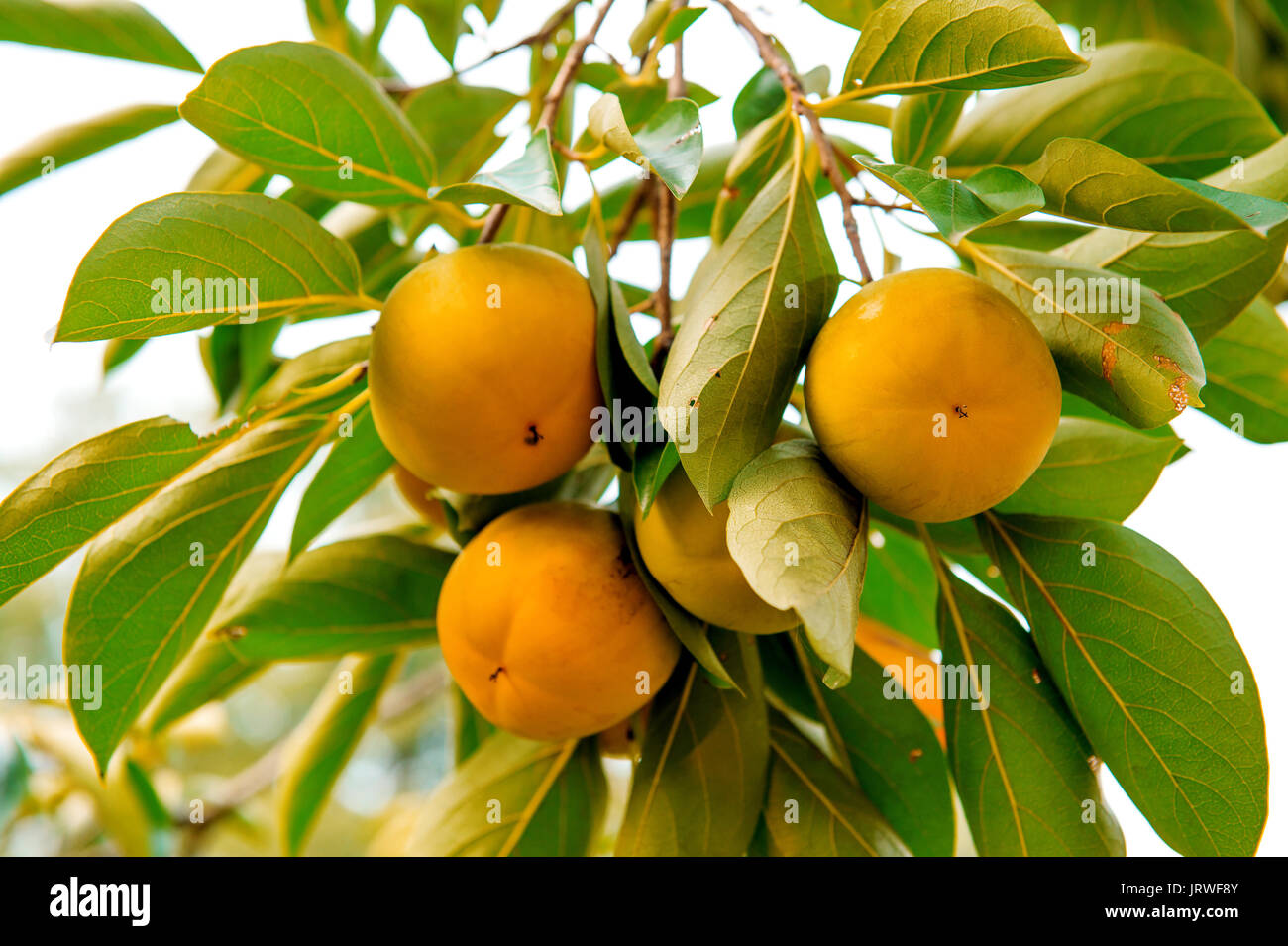 Persimmon tree morning hi-res stock photography and images - Alamy