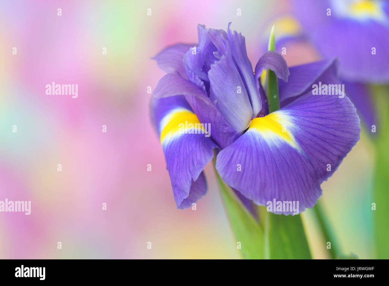 Iris Plant Field Stock Photos & Iris Plant Field Stock Images - Alamy