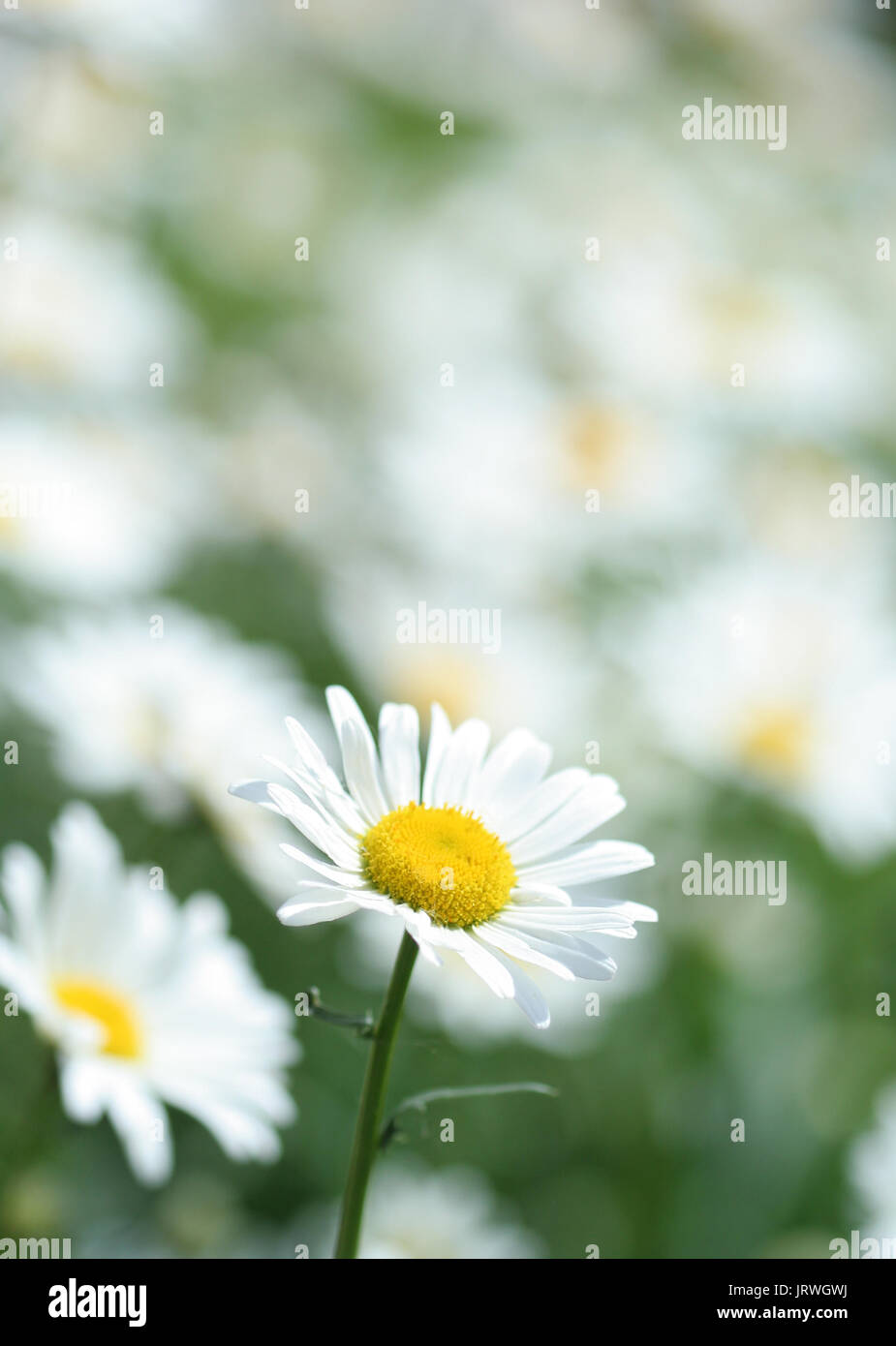 Chamomile stem hi-res stock photography and images - Alamy
