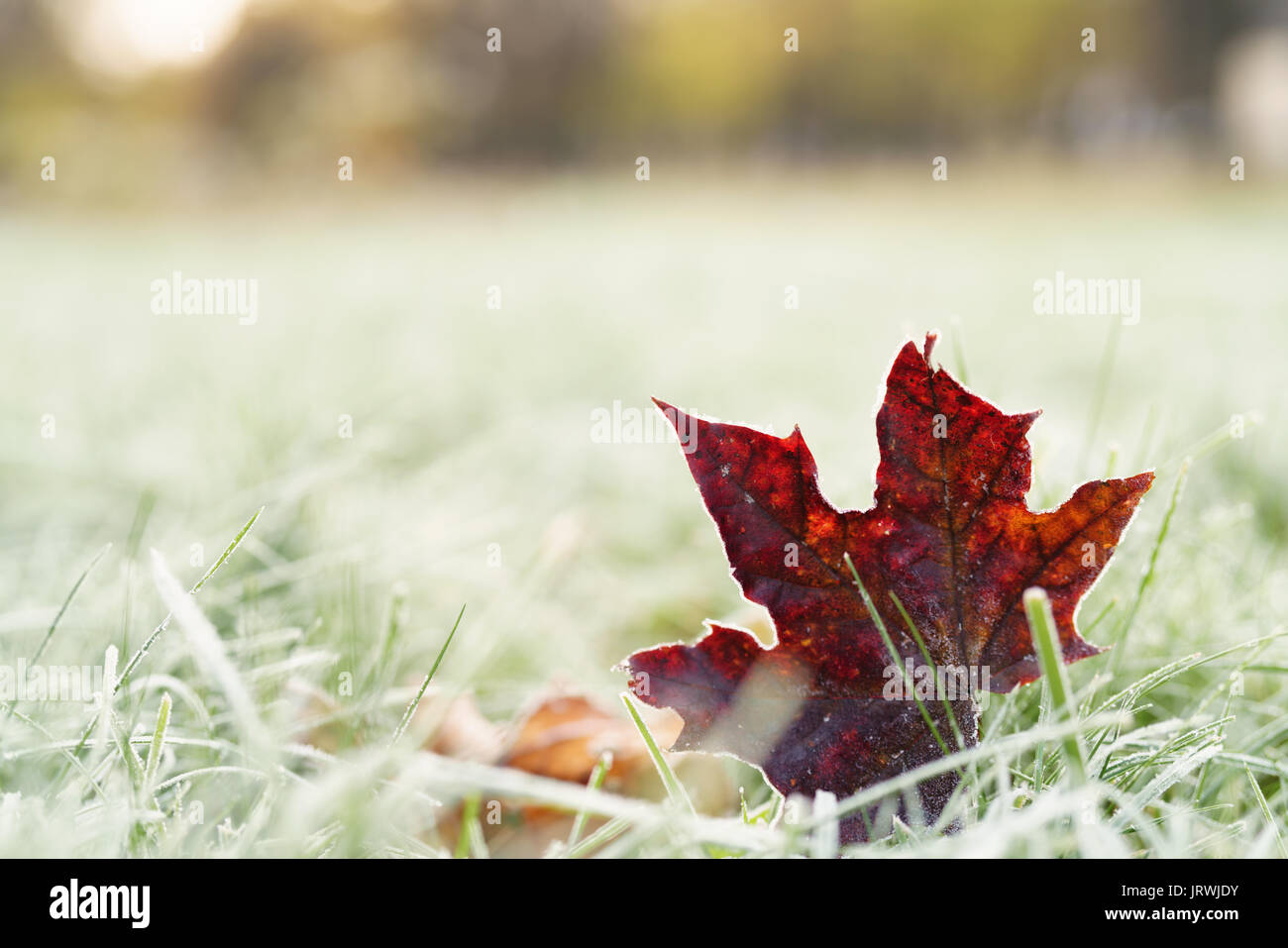 Foliage maple fallen grass hi-res stock photography and images - Alamy
