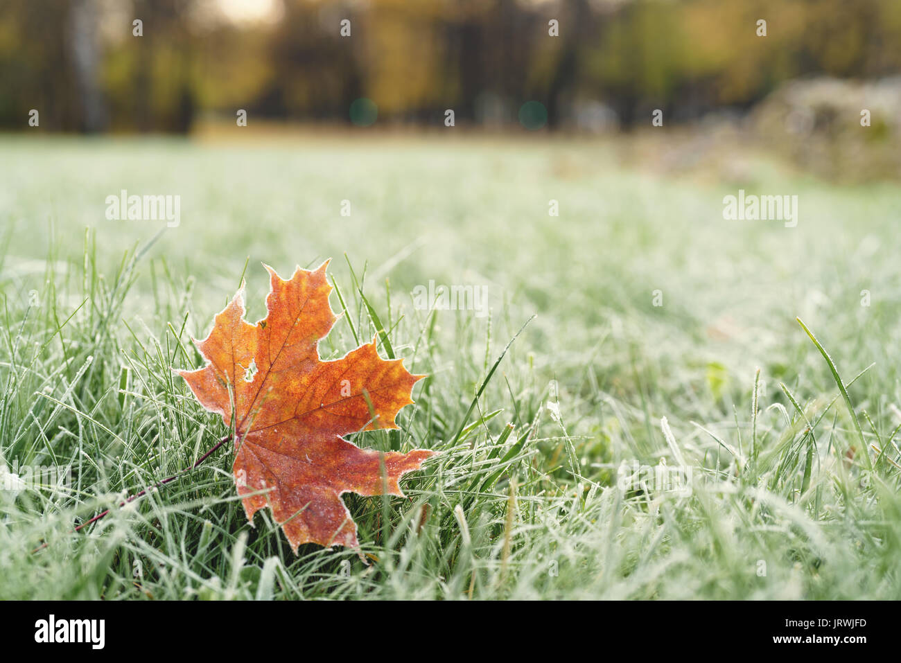 Frosted autumn hi-res stock photography and images - Alamy