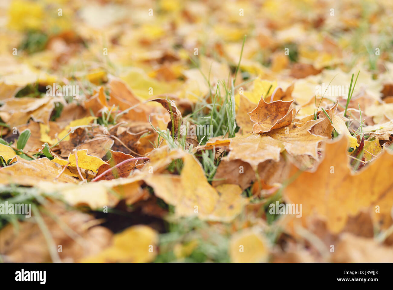 fallen frosted autumn leaves in town park on ground Stock Photo - Alamy