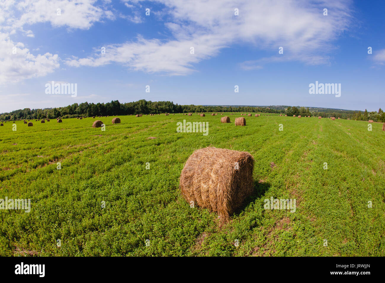 Straw bales in a field Stock Photo - Alamy