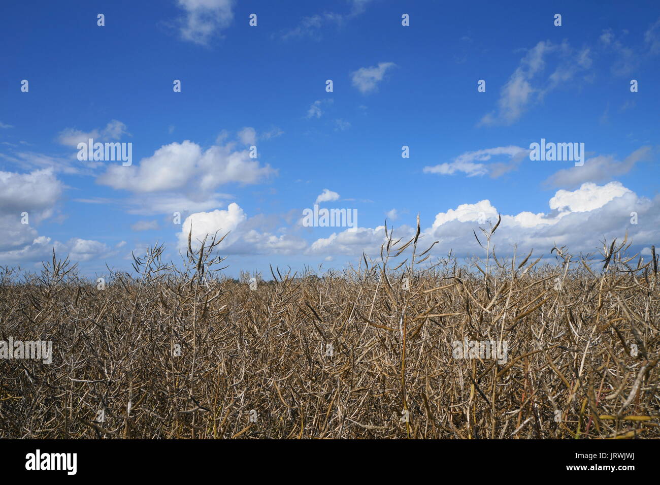 Field of ripe mature colza rape plant - Eurasian plant cultivated for ...