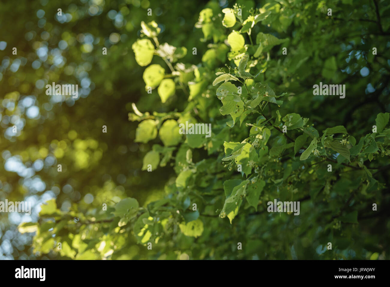 Linden tree blossom hi-res stock photography and images - Alamy