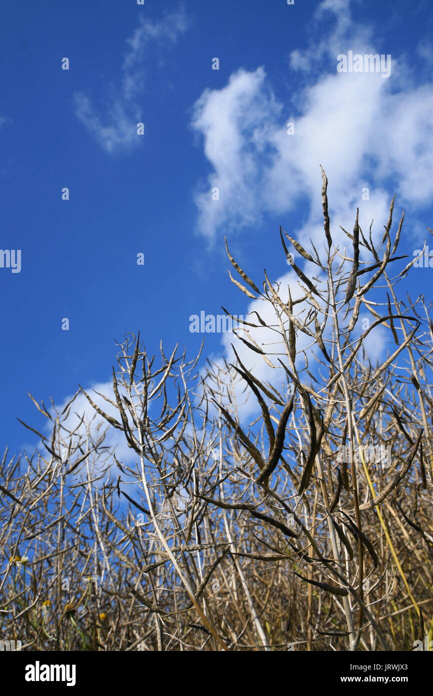 Field of ripe mature colza rape plant - Eurasian plant cultivated for ...