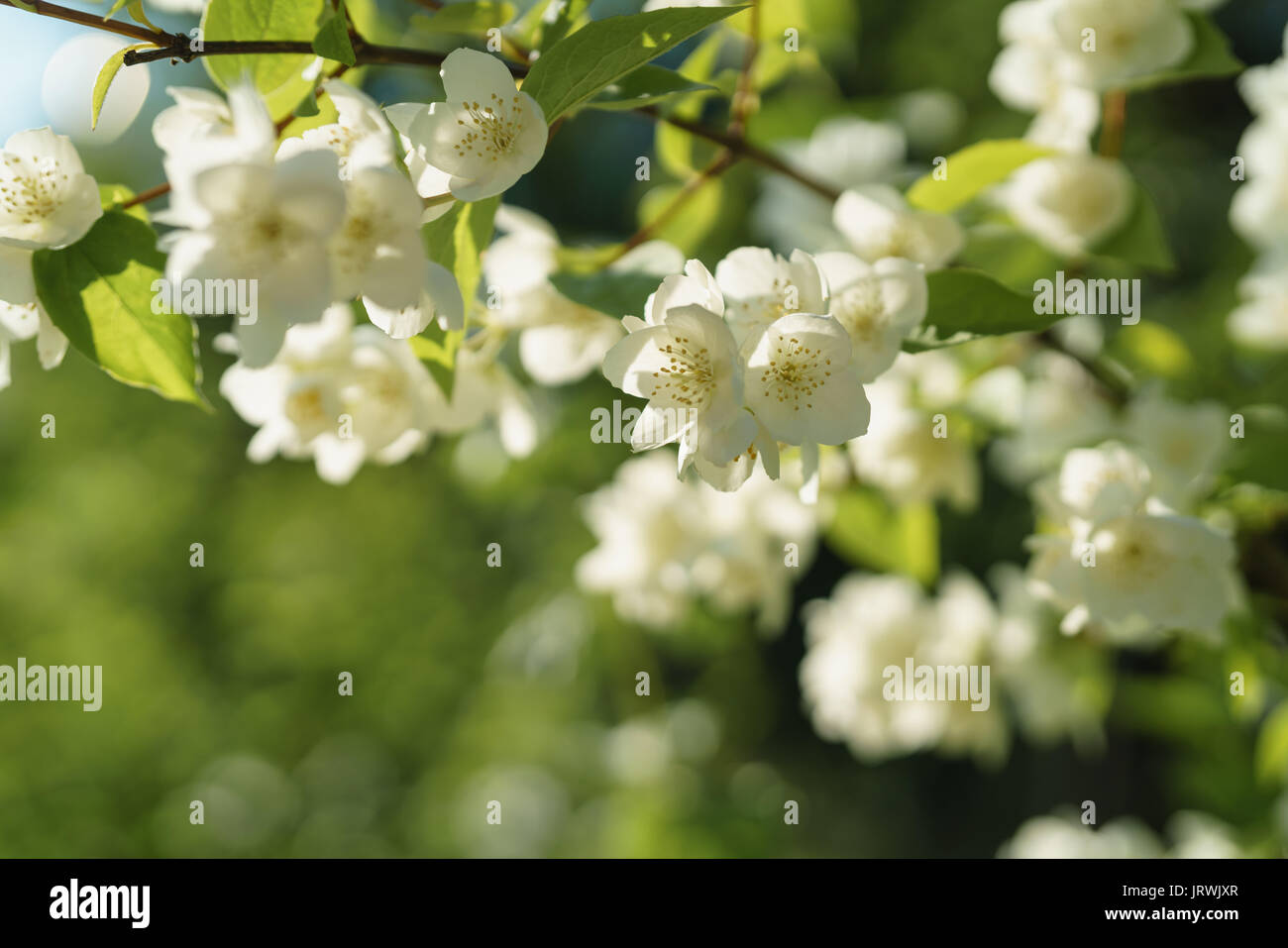 White jasmine hi-res stock photography and images - Alamy