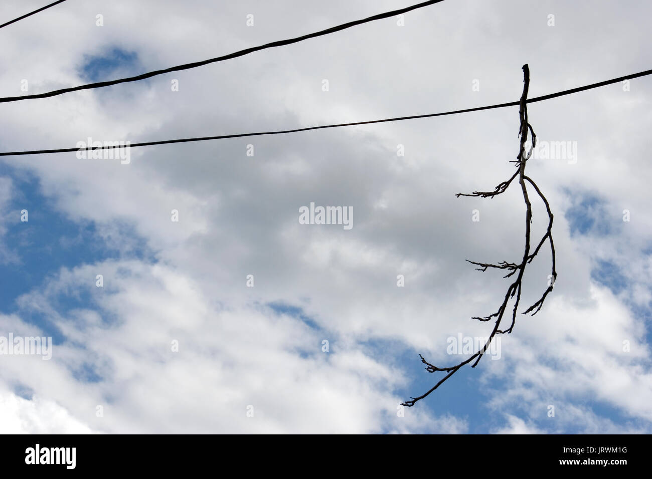 Broken off tree branch caught on a wire after a storm Stock Photo - Alamy