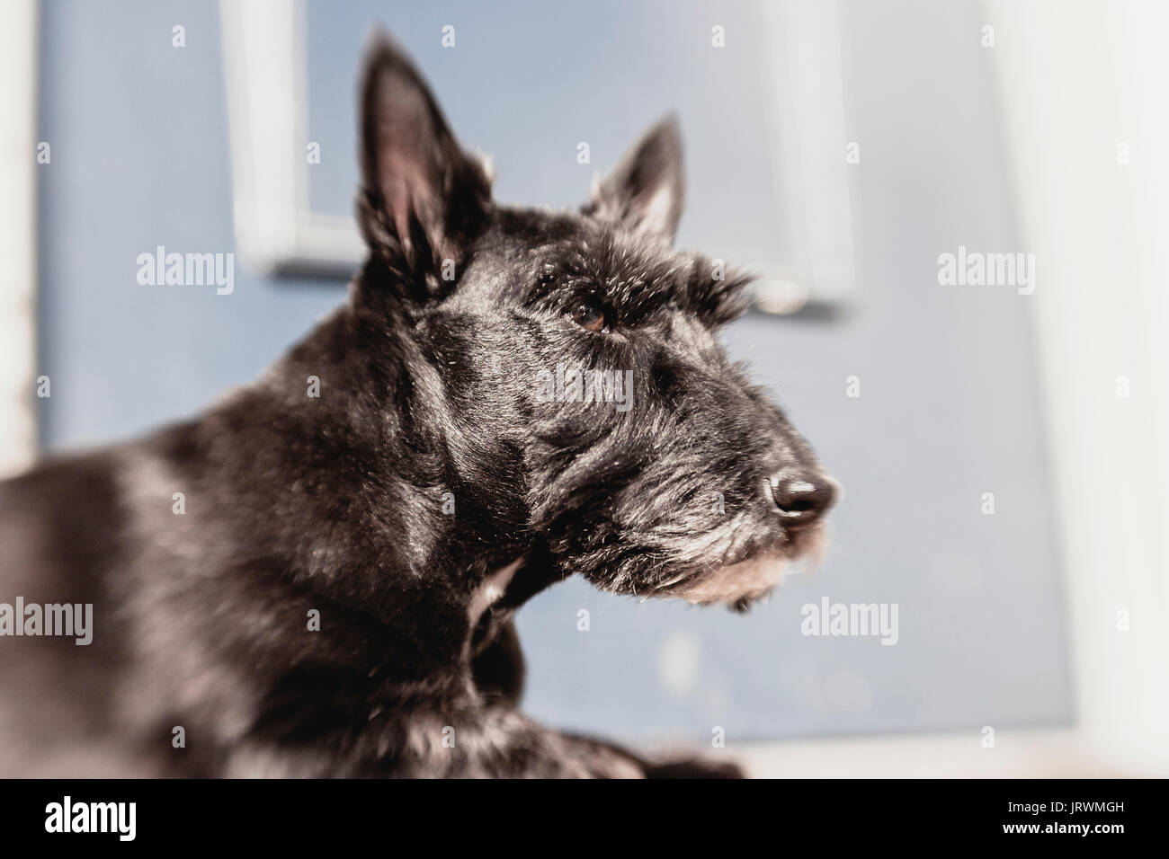 Terriers nose hi-res stock photography and images - Alamy