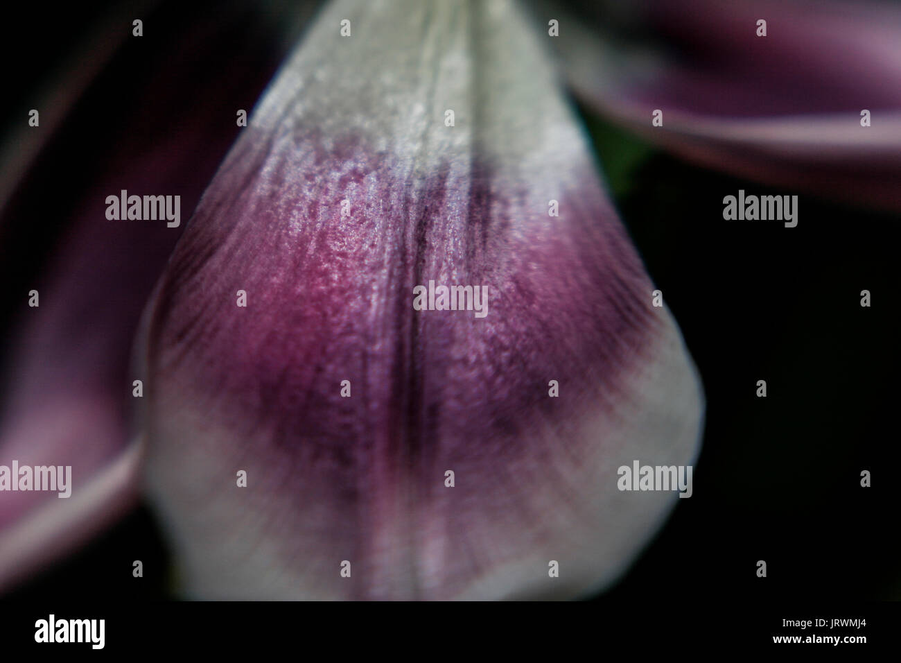 Petal shapes hi-res stock photography and images - Alamy