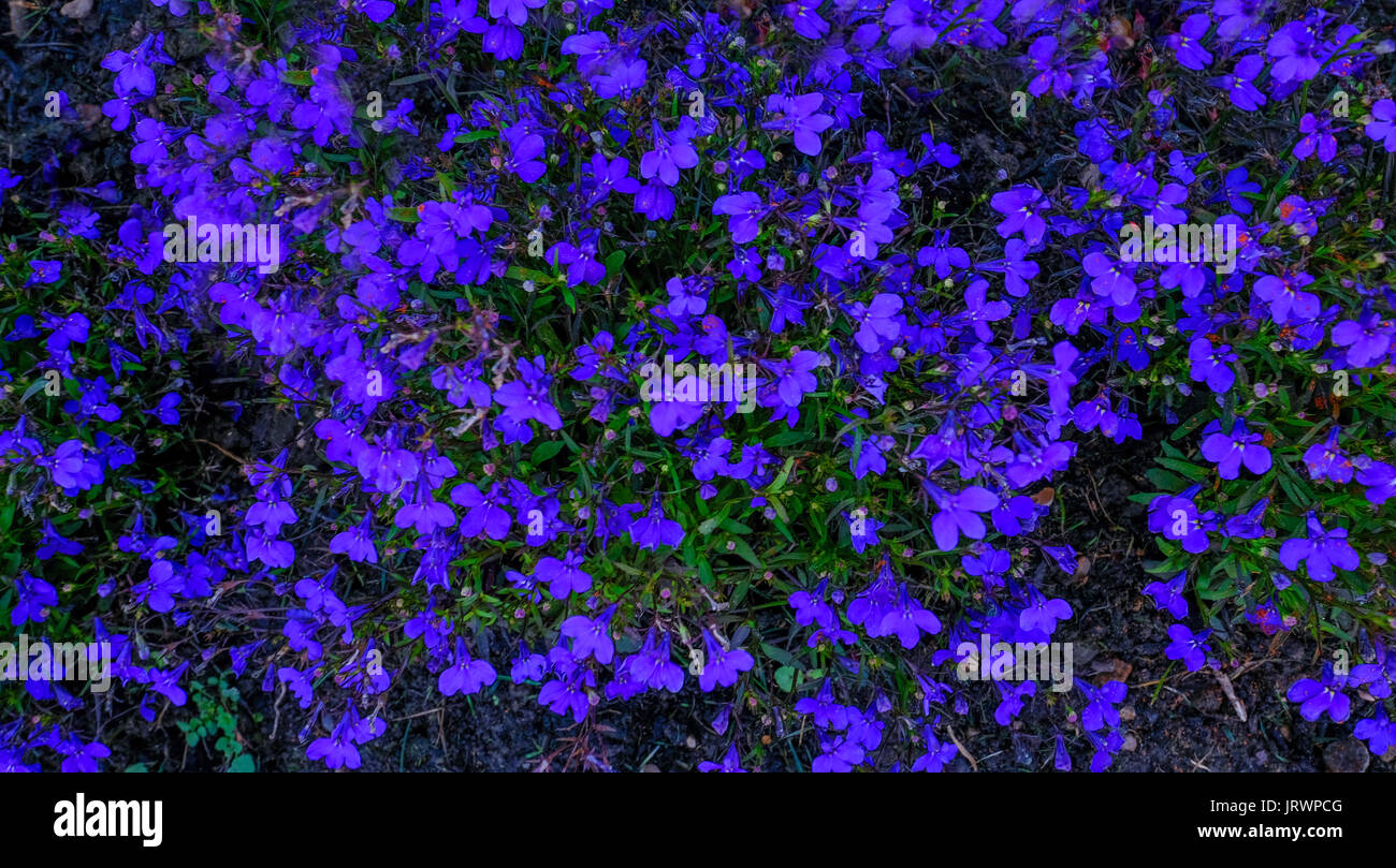 Bed of lobelia hi-res stock photography and images - Alamy
