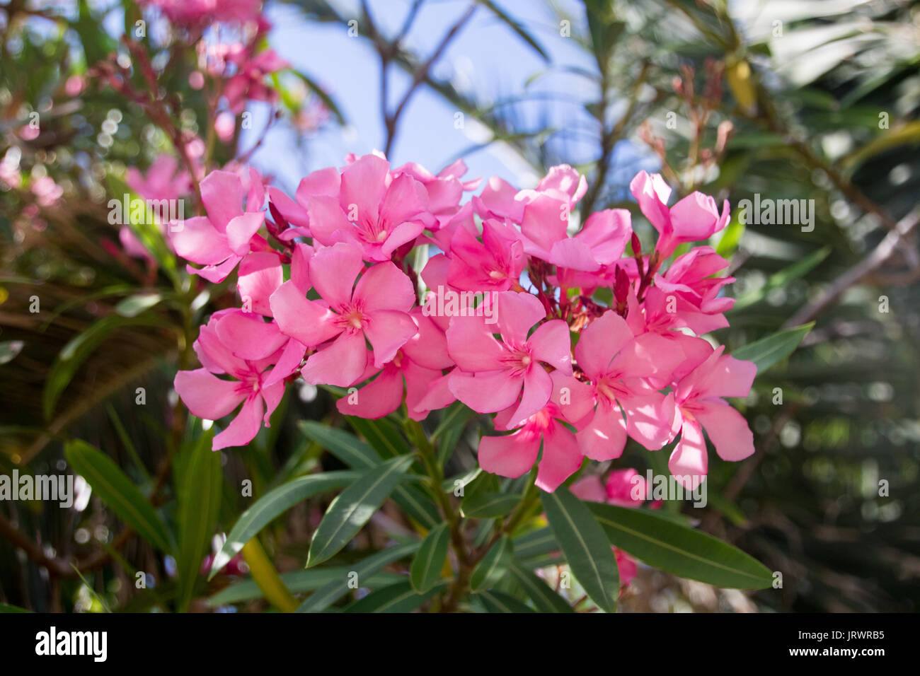 Pink flowers in gardens in Funchal, Madeira Stock Photo - Alamy