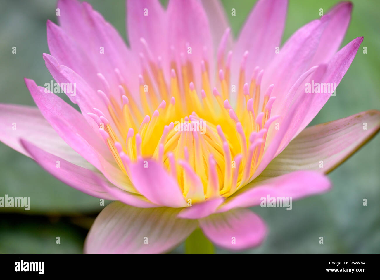 Water lily (Nymphaea), pink flower, North Rhine-Westphalia, Germany ...