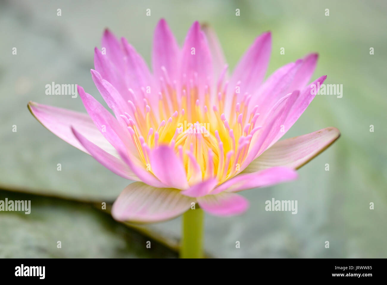 Water lily (Nymphaea), pink flower, North Rhine-Westphalia, Germany ...