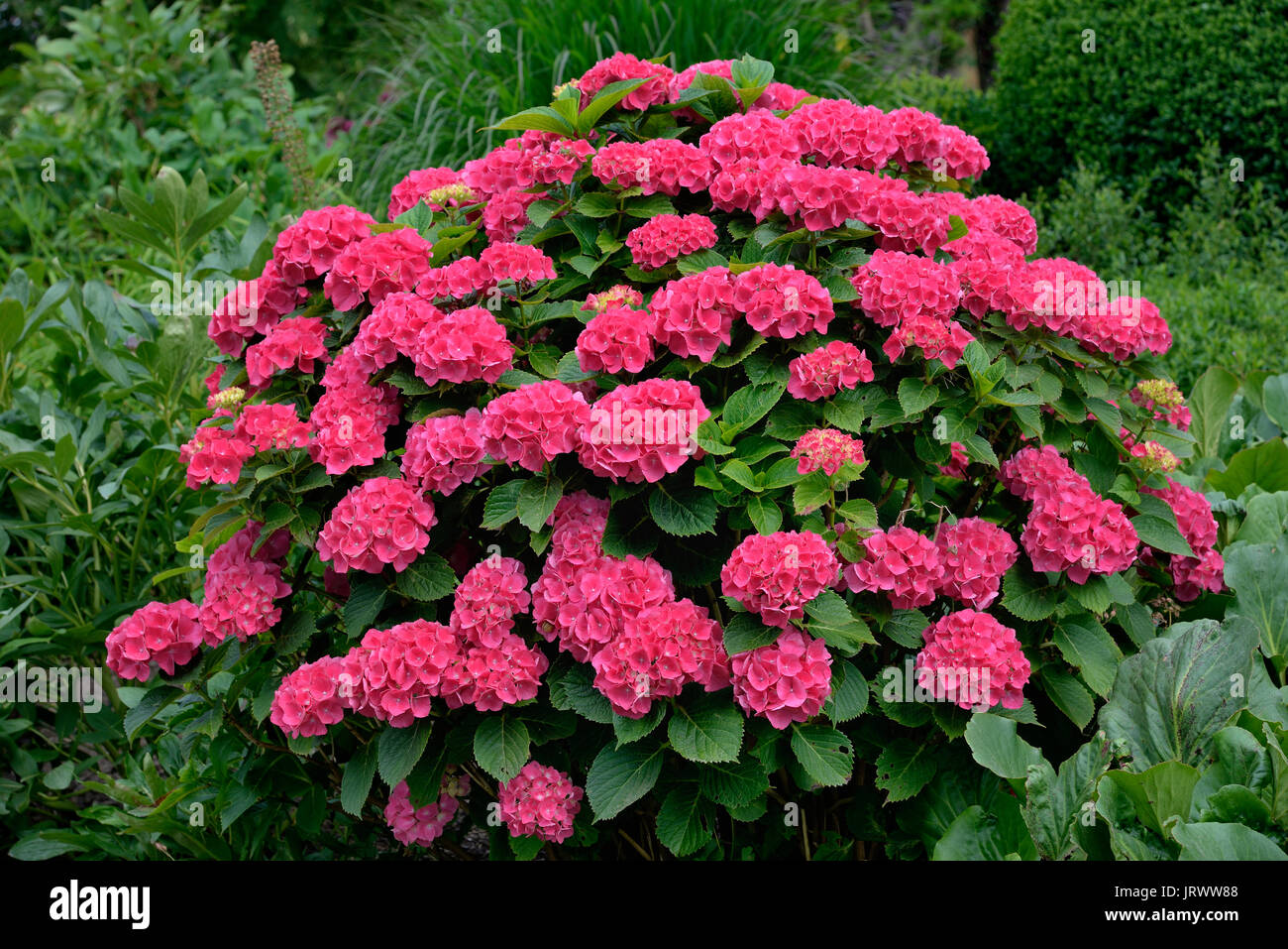 Hydrangea (Hydrangea), pink flowers, North Rhine-Westphalia, Germany ...