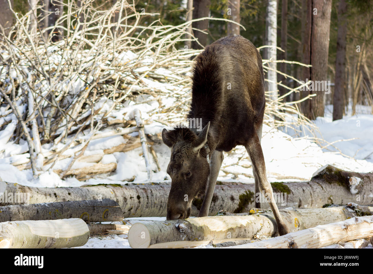 Unique elk`s farm in Sumarokovo village, Kostroma, Russia Stock Photo ...