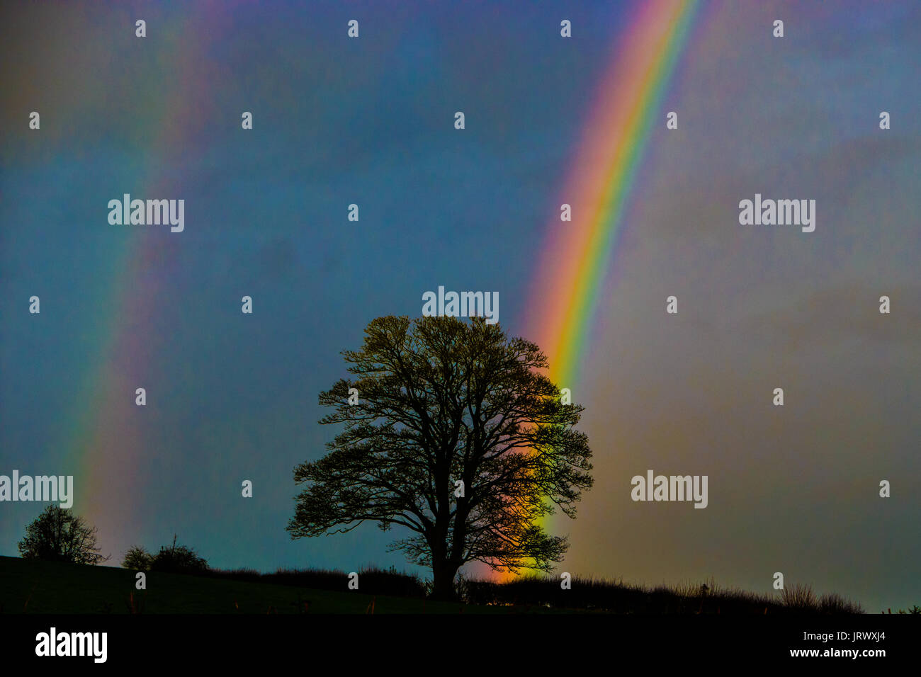 Tree and double rainbow Stock Photo - Alamy