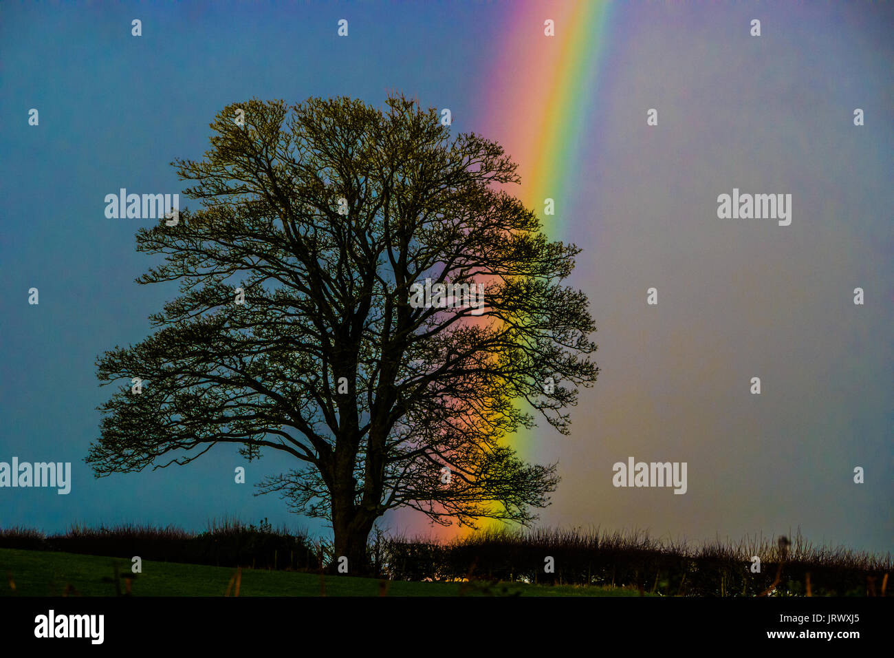 Tree and rainbow Stock Photo - Alamy