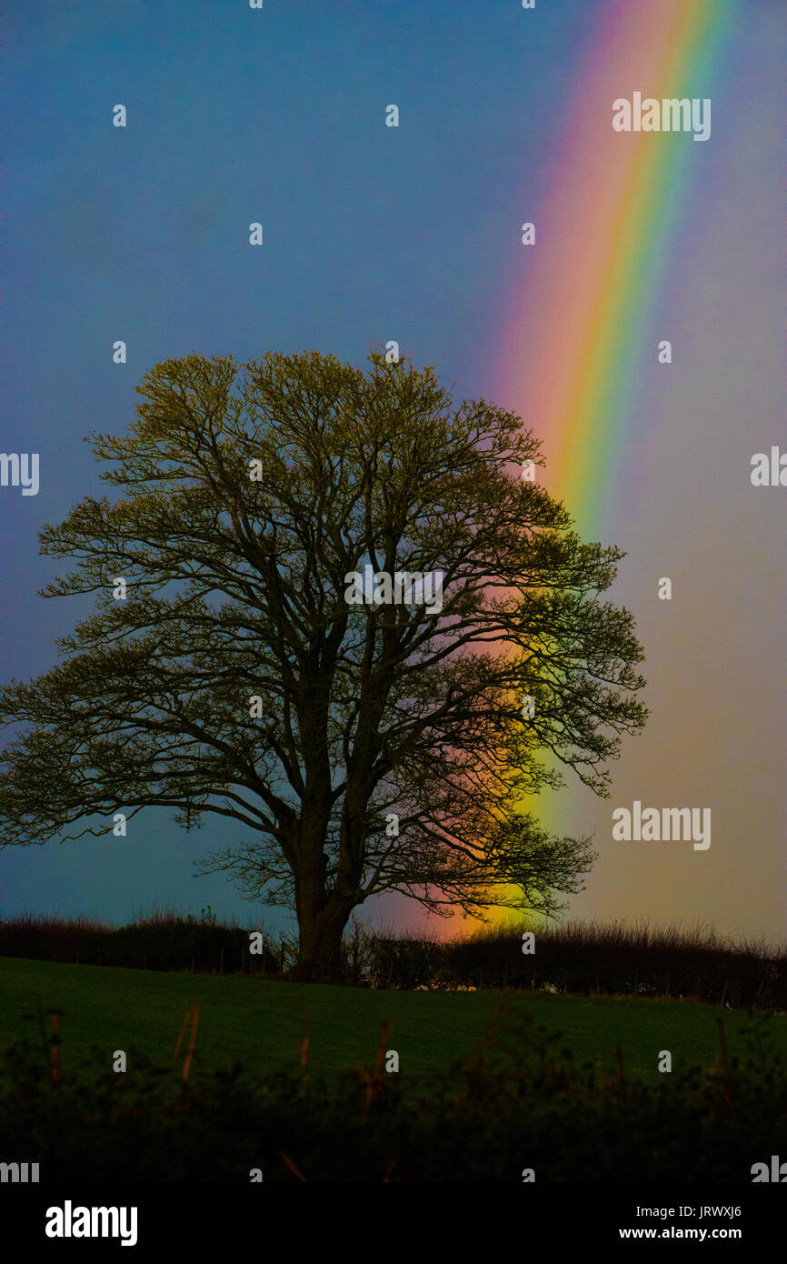 Tree and rainbow Stock Photo - Alamy