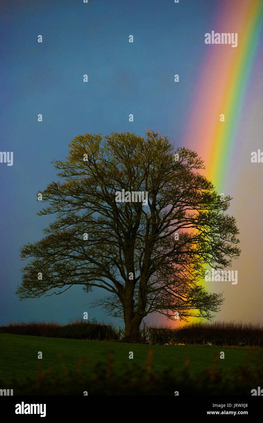Tree and rainbow Stock Photo - Alamy