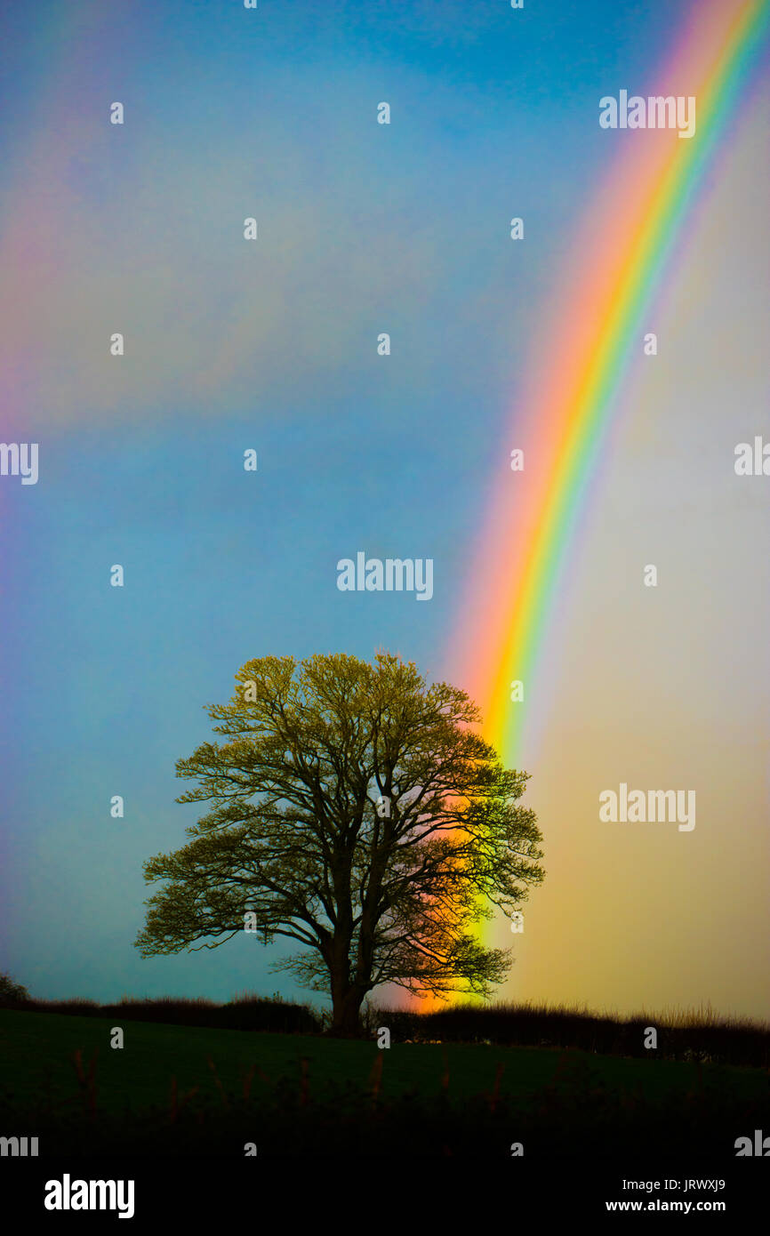 Rainbow and tree Stock Photo - Alamy