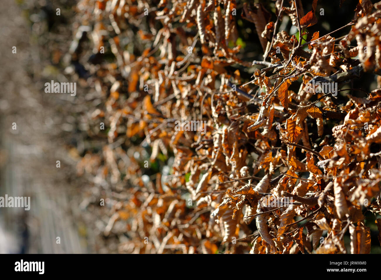 Hedge with hornbeams (Carpinus betulus) with brown foliage in winter ...