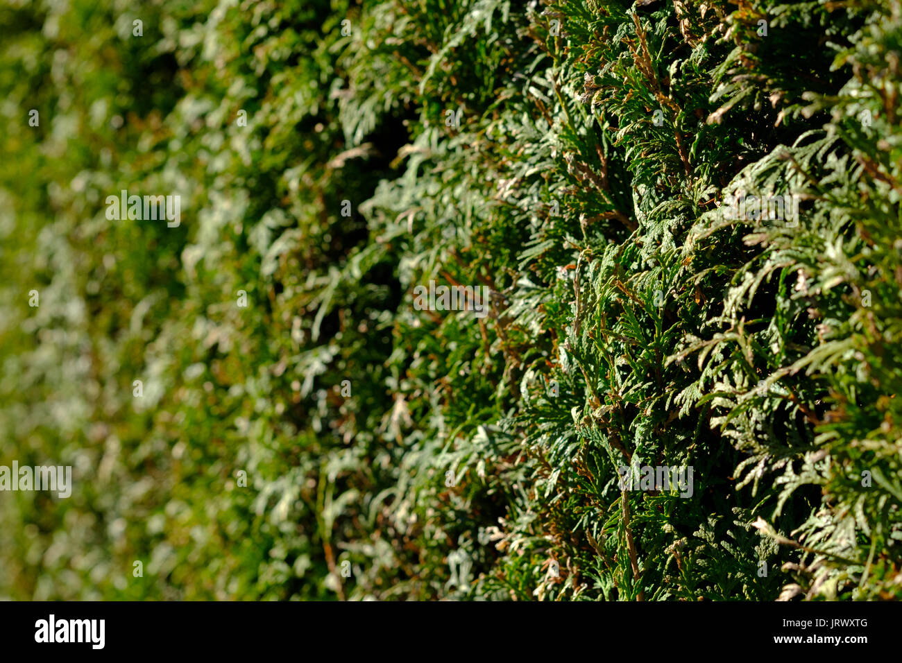 Arborviatae (Thuja) as evergreen hedge Stock Photo - Alamy