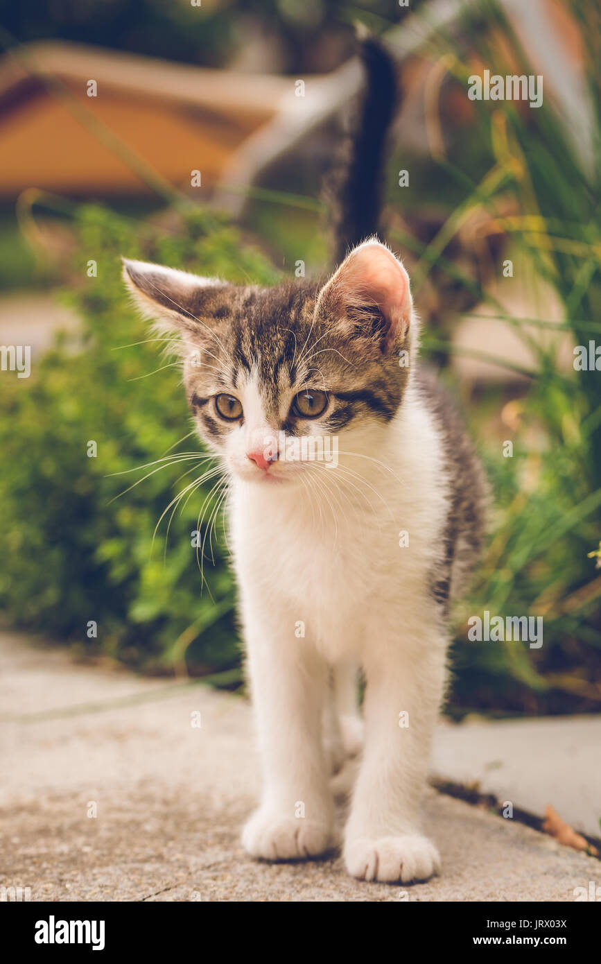 Vertical photo of nice few weeks old white kitten with tabby spots on ...