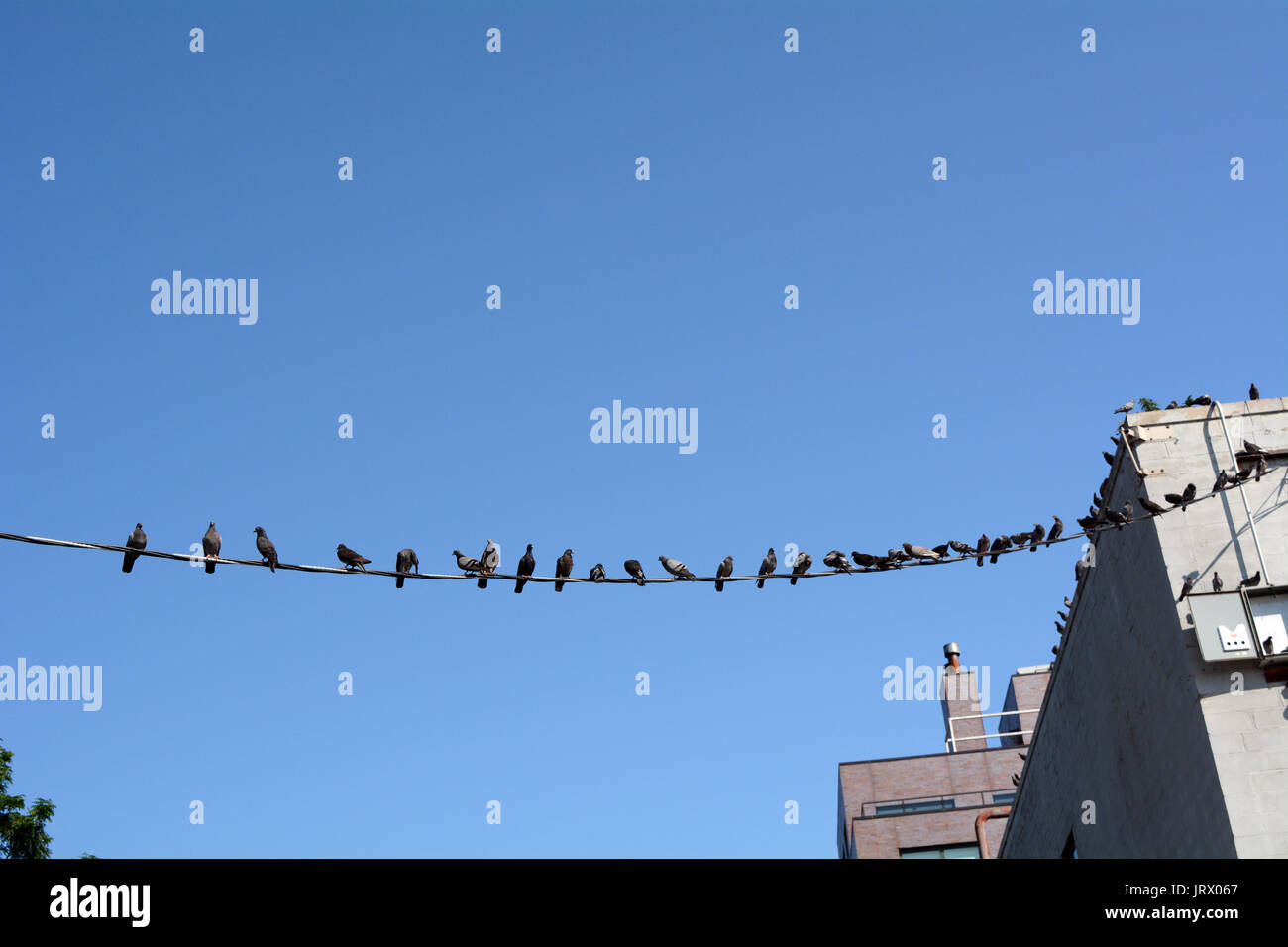 Pigeons on a wire hi-res stock photography and images - Alamy
