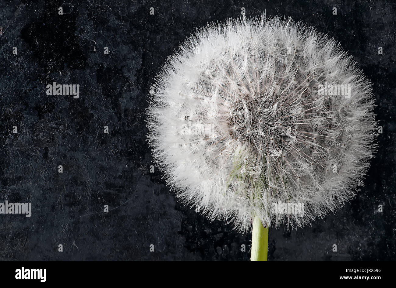 Closeup of inflorescence of dandelion Stock Photo - Alamy