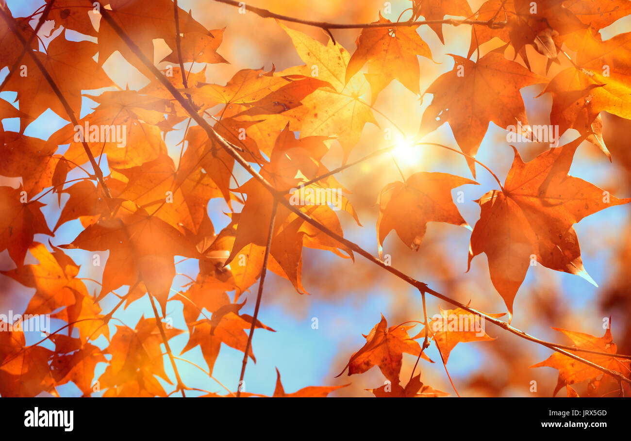 Autumn leaves sky background hi-res stock photography and images - Alamy