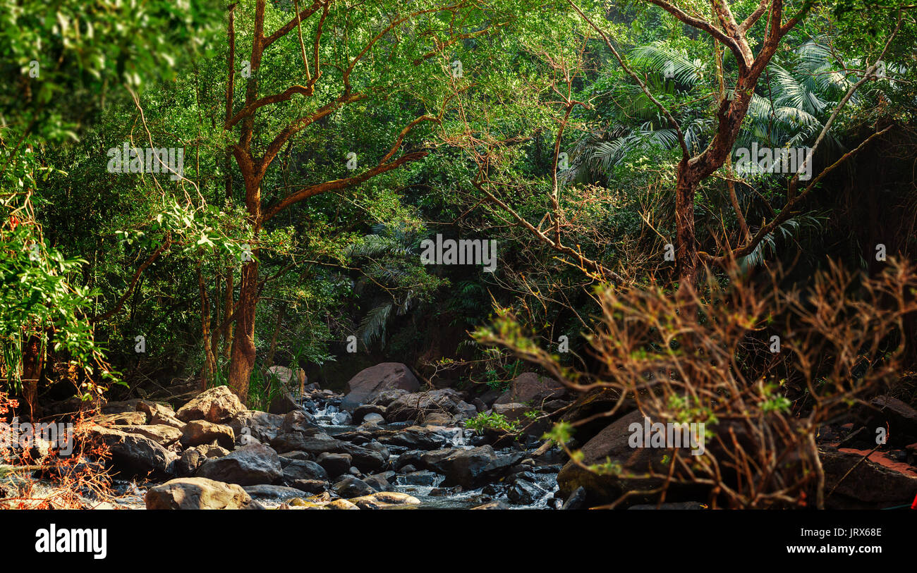 Panorama of the mountain river in the jungle, Morning, India, Goa Stock ...