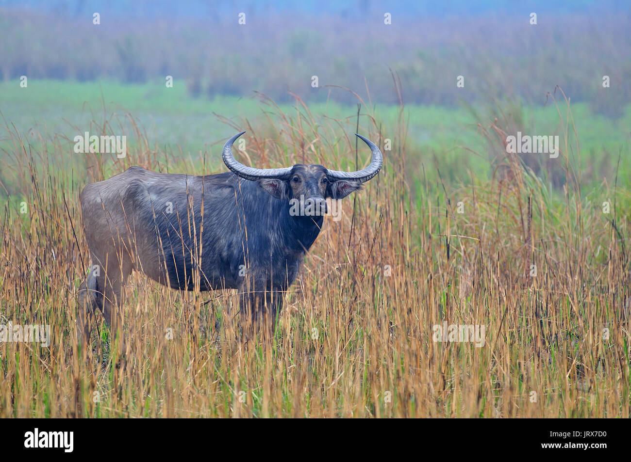 Asian water buffalo bubalus arnee hi-res stock photography and images ...