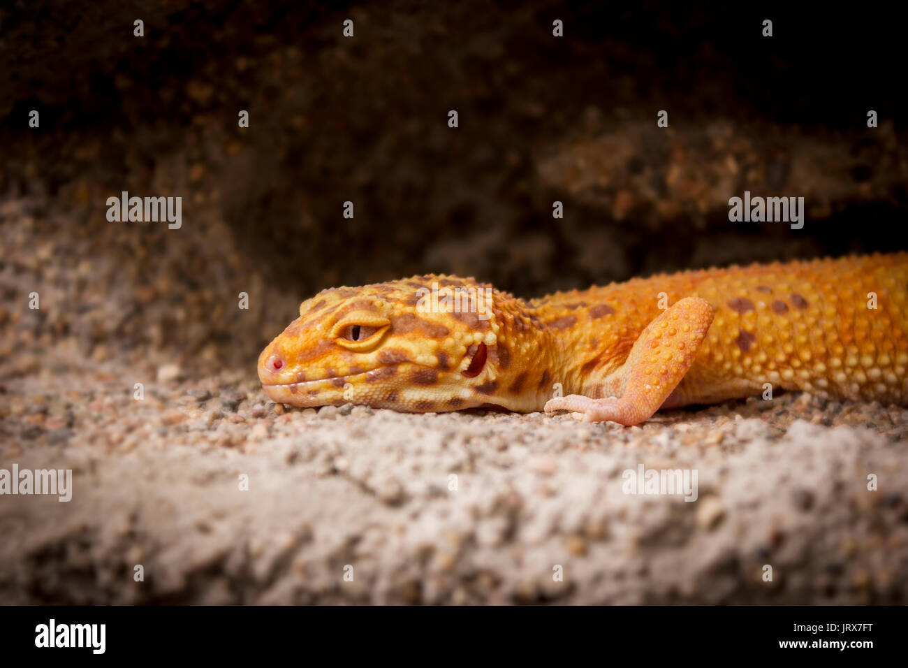 Lizard smiling hi-res stock photography and images - Alamy