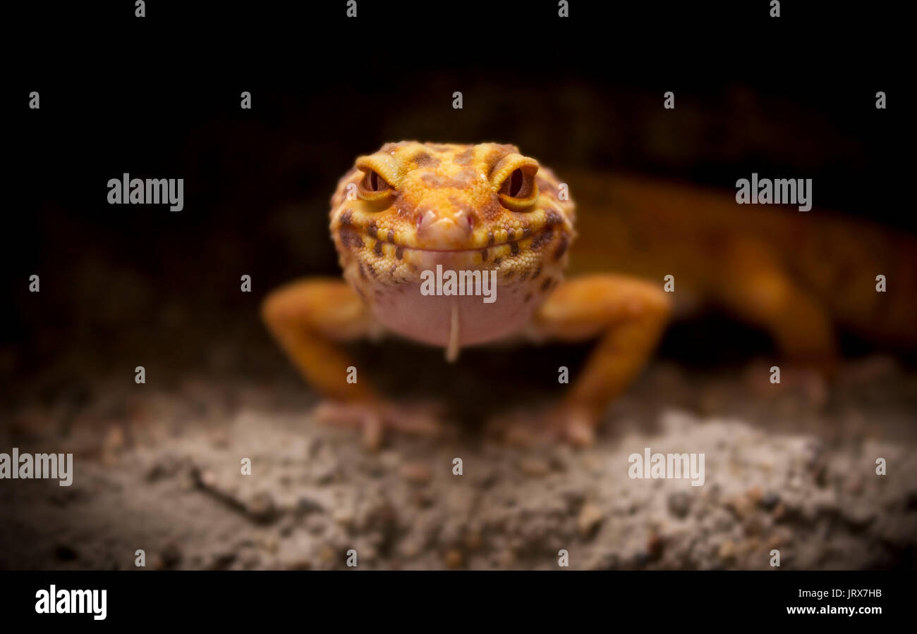 Lizard smiling hi-res stock photography and images - Alamy